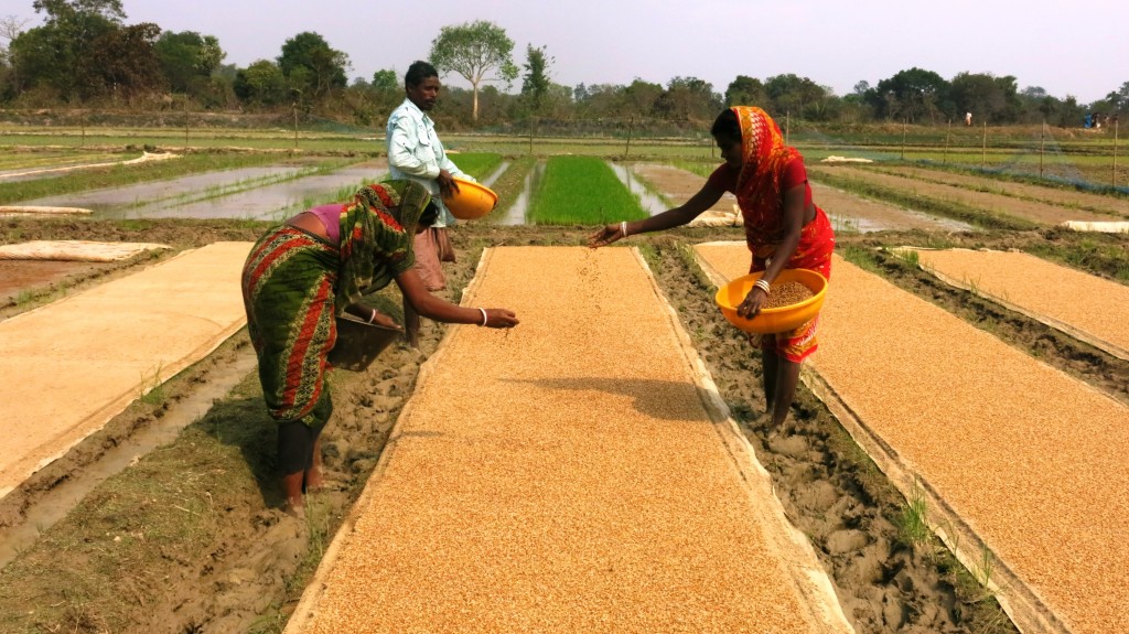 Cereal Systems Initiative for South Asia (CSISA) » New Rice Planting ...