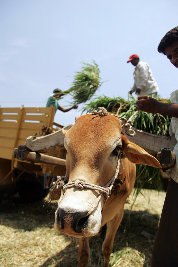 Cereal Systems Initiative for South Asia (CSISA) » Livestock and ...