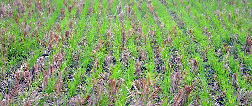 Cereal Systems Initiative for South Asia (CSISA) » Towards Large-scale ...