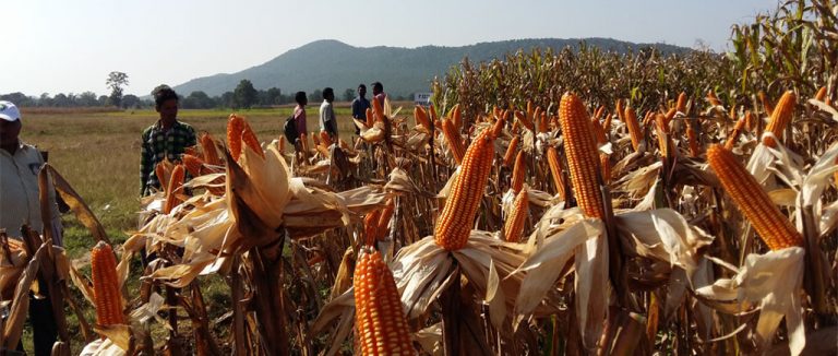 Cereal Systems Initiative for South Asia (CSISA) » CSISA Launches ...